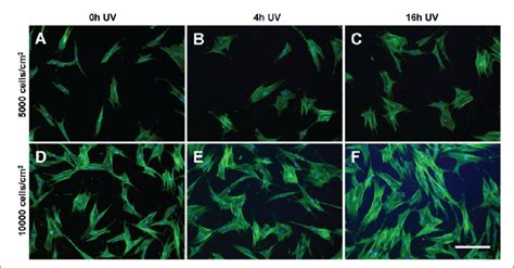 The Morphology Of Multipotent Stromal Cells Mscs Seeded At A C 5000