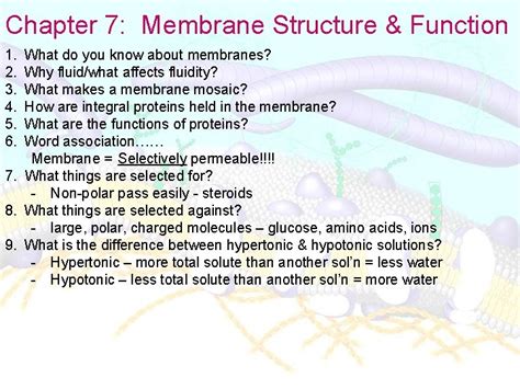 Chapter Membrane Structure Function What Do