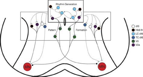 Postulated Organization Of Locomotor Central Pattern Generator Cpg Download Scientific
