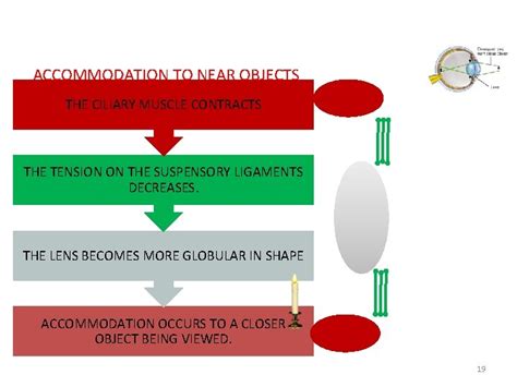 Physiology Of Vision Lecture2 Accommodation Pupillary Light Reflex