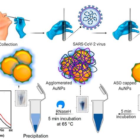 Comparison Of The Conventional Colorimetric Elisa And Neq Ia Elisa