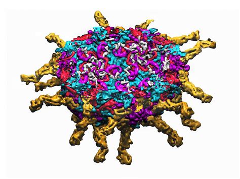 Poliovirus Particle Molecular Model Photograph By Laguna Design Fine