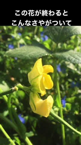 この花なーんだあずきアズキの花野菜の花自然農 YouTube