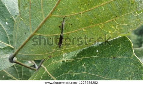 Insect Sex Mating On Leave Amazing Stock Photo 1227966202 Shutterstock
