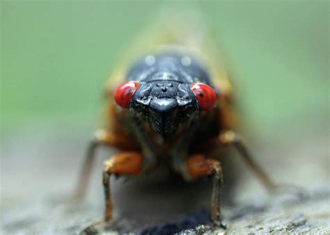 Cicada Face 2 Photograph By Ronnie Corn Pixels