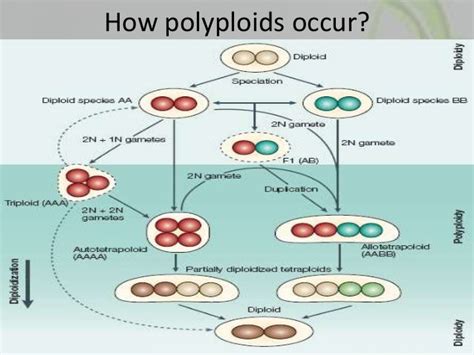 Plant Polyploids