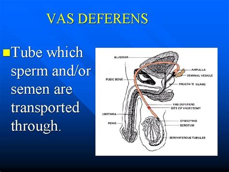 The Reproductive System Male Reproductive System N To