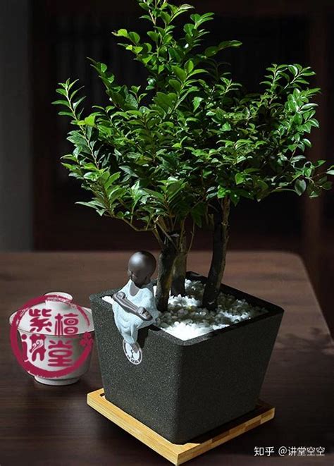 小叶紫檀怎么养长得快 知乎