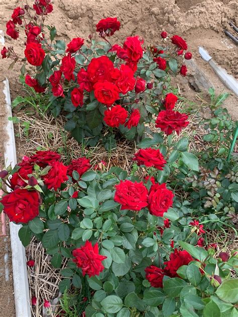 Роза Паганини Описание Фото – Telegraph