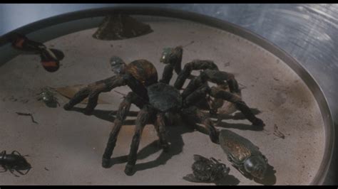 Arachnophobia Movie Spider 60 Photos Moonagedaydream Film