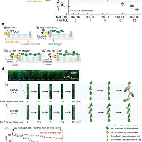 A Continuous Time Discrete Markov Chain Model For Multiple Rpa