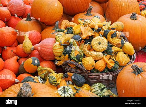 Ornamental Pumpkins