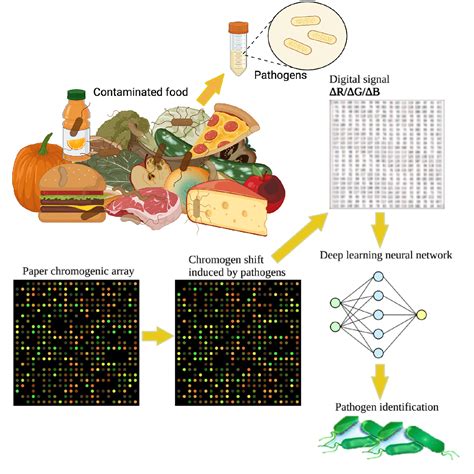 Figure 4 From Microfluidic Paper Analytic Device μpad Technology For Food Safety Applications