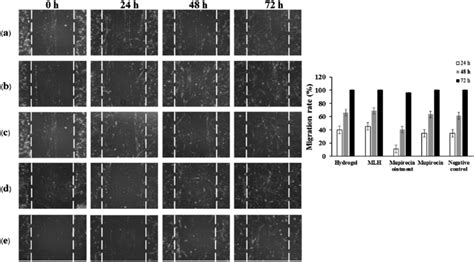 Cell Migration And Migration Rate In The In Vitro Scratch Assay Bj Download Scientific Diagram