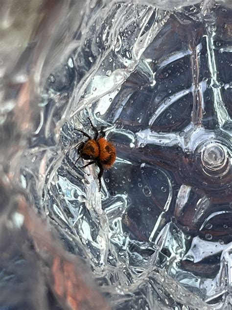 Cute Fuzzy Bug Please Help Id R Whatsthisbug