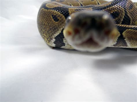 Daww Show Me Your Cutest Ball Python Pics Page 2