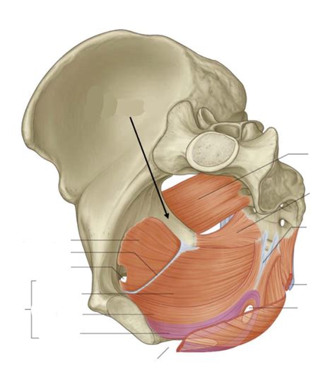 Wk 9 Muscles Of The Pelvic Floor 1 Levator Ani Muscles Diagram Quizlet