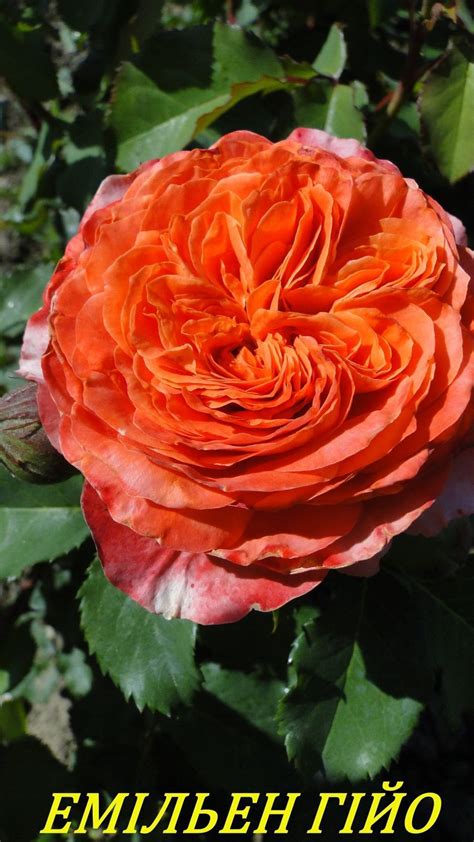 Купити Емільен Гійо 672253000000 в інтернет магазині Троянди з Леськове