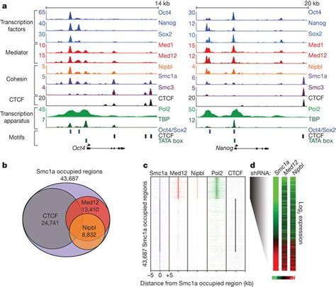 Mediator And Cohesin Connect Gene Expression And Chromatin Architecture