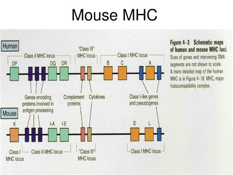 Ppt Mhc Powerpoint Presentation Free Download Id 4041266