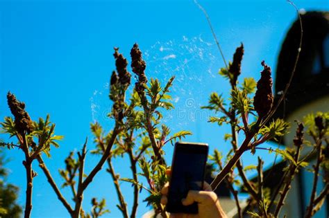 A Man Photographs A Spider Web On Tree Branches With Down Stock Image Image Of Delicate Light