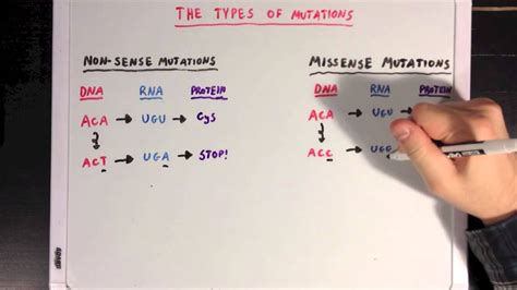 The Different Types Of Mutations Youtube