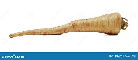 Parsnip Root Stock Image Image Of Bulb Isolated Rooted 12420485