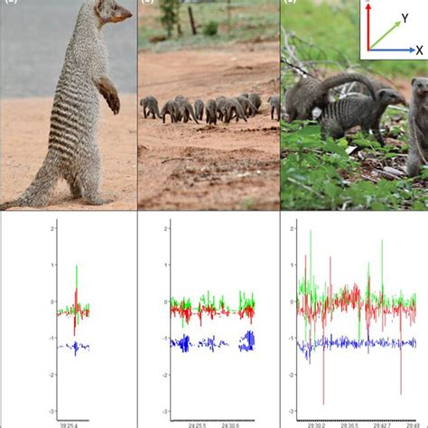 Behaviour Identification Via Accelerometer Data Inset Image Denotes