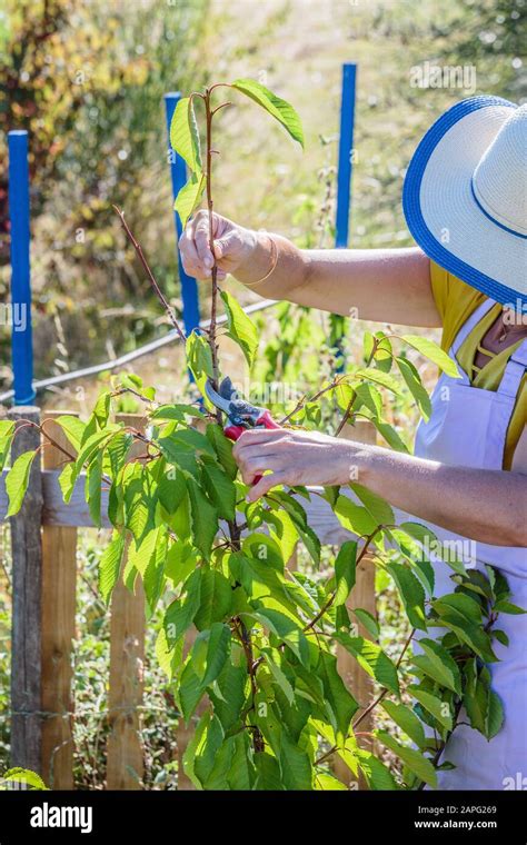 Woman Cutting The Main Axis Of A Cherry Tree To Encourage It To Take A More Spreading Habit