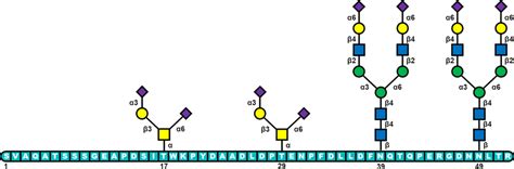 Schematic Of The Factor X Activation Peptide The Most Common Glycans