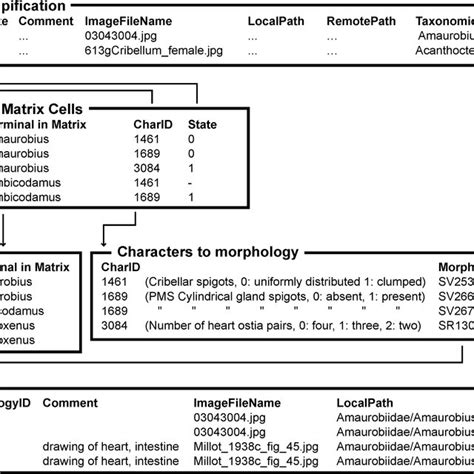 The Phylogenetic Matrix Table Matrix Cells And The Four Tables Used Download Scientific