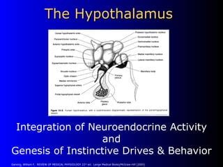 2 The Sexual Brain PPT