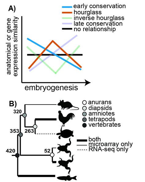 Anatomical And Gene Expression Similarity Predicted Under Different