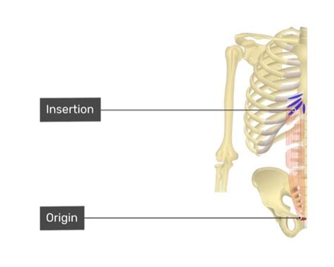 Xiphoid Process Vertebral Level