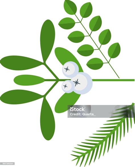 크리스마스 꽃 테두리입니다 가문비나무 상록수 가지 포인세티아 홀리베리 0명에 대한 스톡 벡터 아트 및 기타 이미지 0명 12월 겨우살이과 Istock