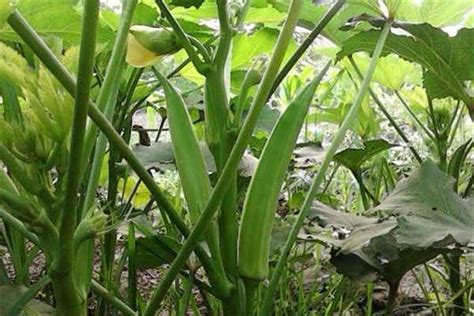 秋葵的种植方法和季节4 6月份播种适宜温度为25 30 趣农笔记