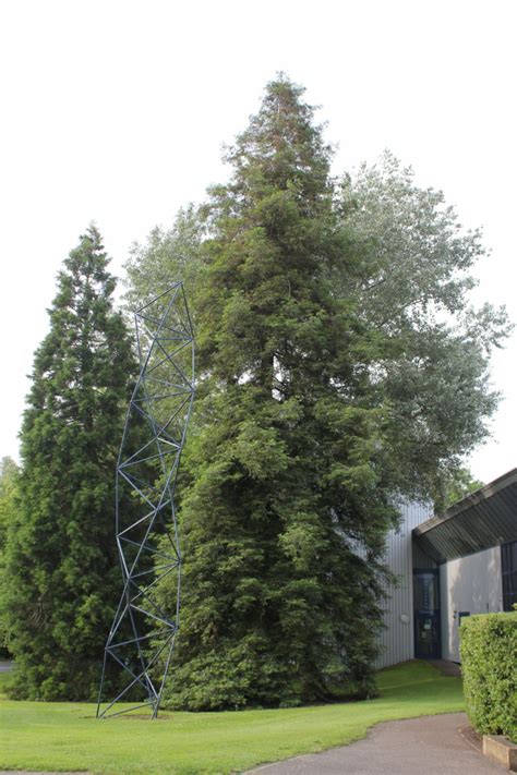 22 Most Common Trees In California ProGardenTips