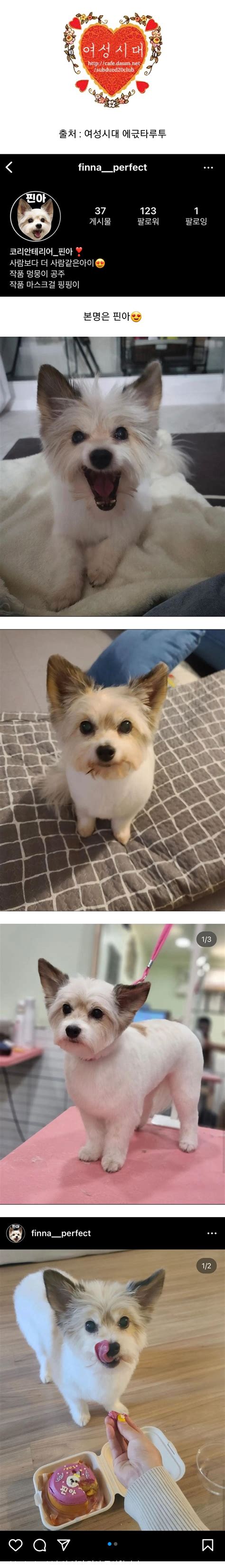 마스크걸 핑핑이 본체 유머이슈 Yuldo