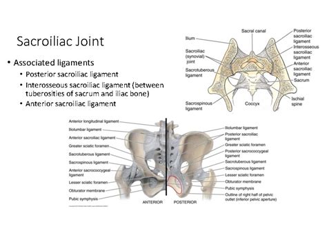 Joints Of The Lower Limb I Lecture Objectives