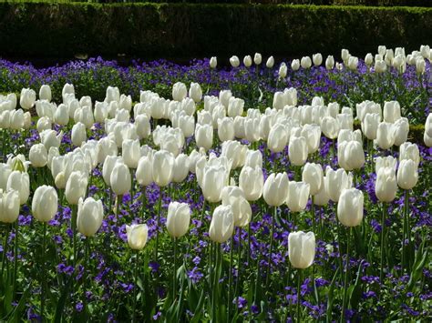 Луковичные многолетники для сада