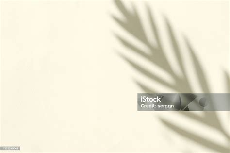 밝은 노란색 배경과 복사 공간에 햇빛에서 야자 수분 가지의 그림자의 실루엣 최소한의 창조적 인 개념 0명에 대한 스톡 사진 및 기타 이미지 Istock