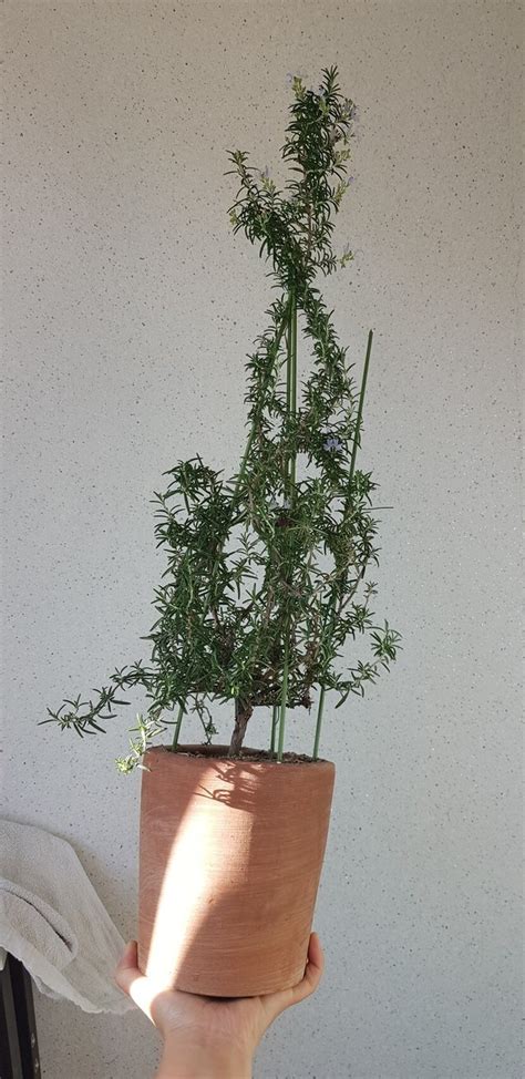 앙고 무겁다 로즈마리 뉴스트림