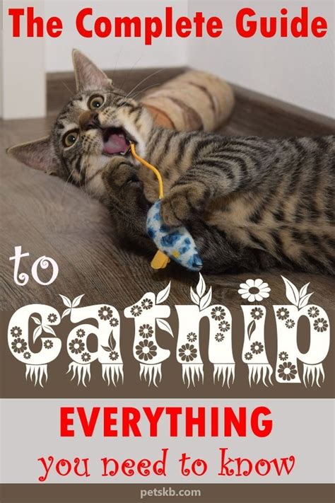 What Is Catnip And Why Do Cats Love It A Complete Guide Artofit