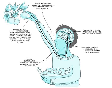 The Motor System Introduction To Biological Psychology