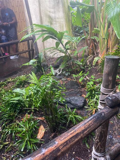 Its Pumba By Pokemon9010 On Deviantart