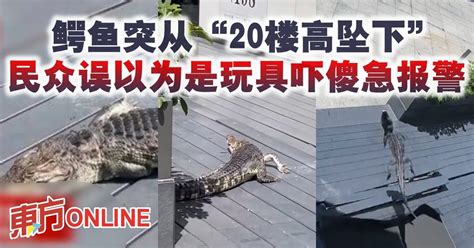鳄鱼突从“20楼高坠下” 民众误以为是玩具吓傻急报警