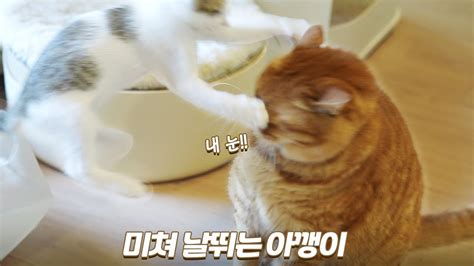 새끼고양이가 큰 고양이의 눈을 제대로 찔렀어요 Youtube