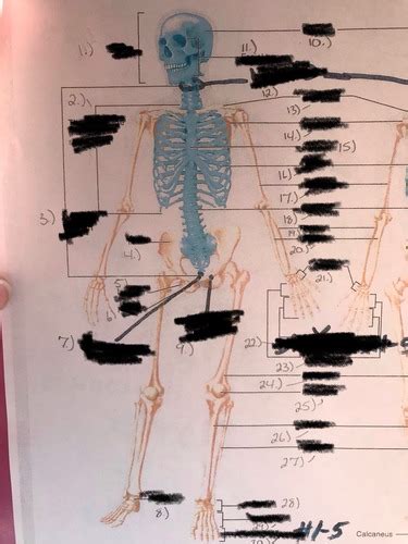 Skeleton Flashcards Quizlet
