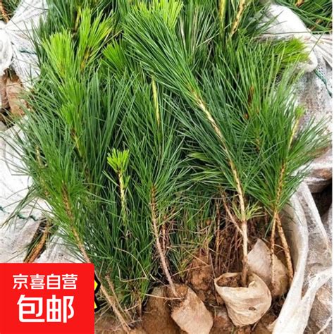 黑松树树苗雪松白皮松小苗庭院园林工程绿化风景大树四季常青植物 黑松【12米1棵】 其他【图片 价格 品牌 报价】 京东