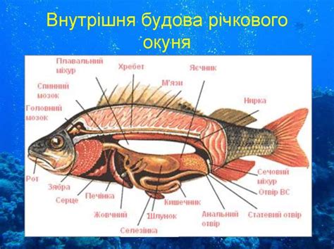 Риби в біології — різновиди внутрішня і зовнішня будова